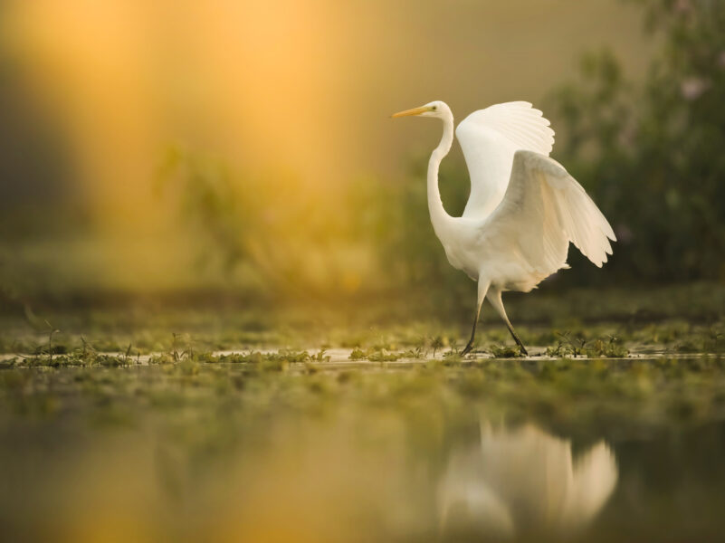 Mindful Birding - St. John's Cathedral